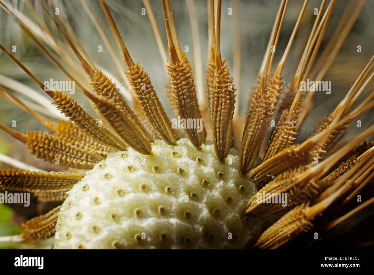 Seeds on Dandelion (Taraxacum), in detail Stock Photo - Alamy