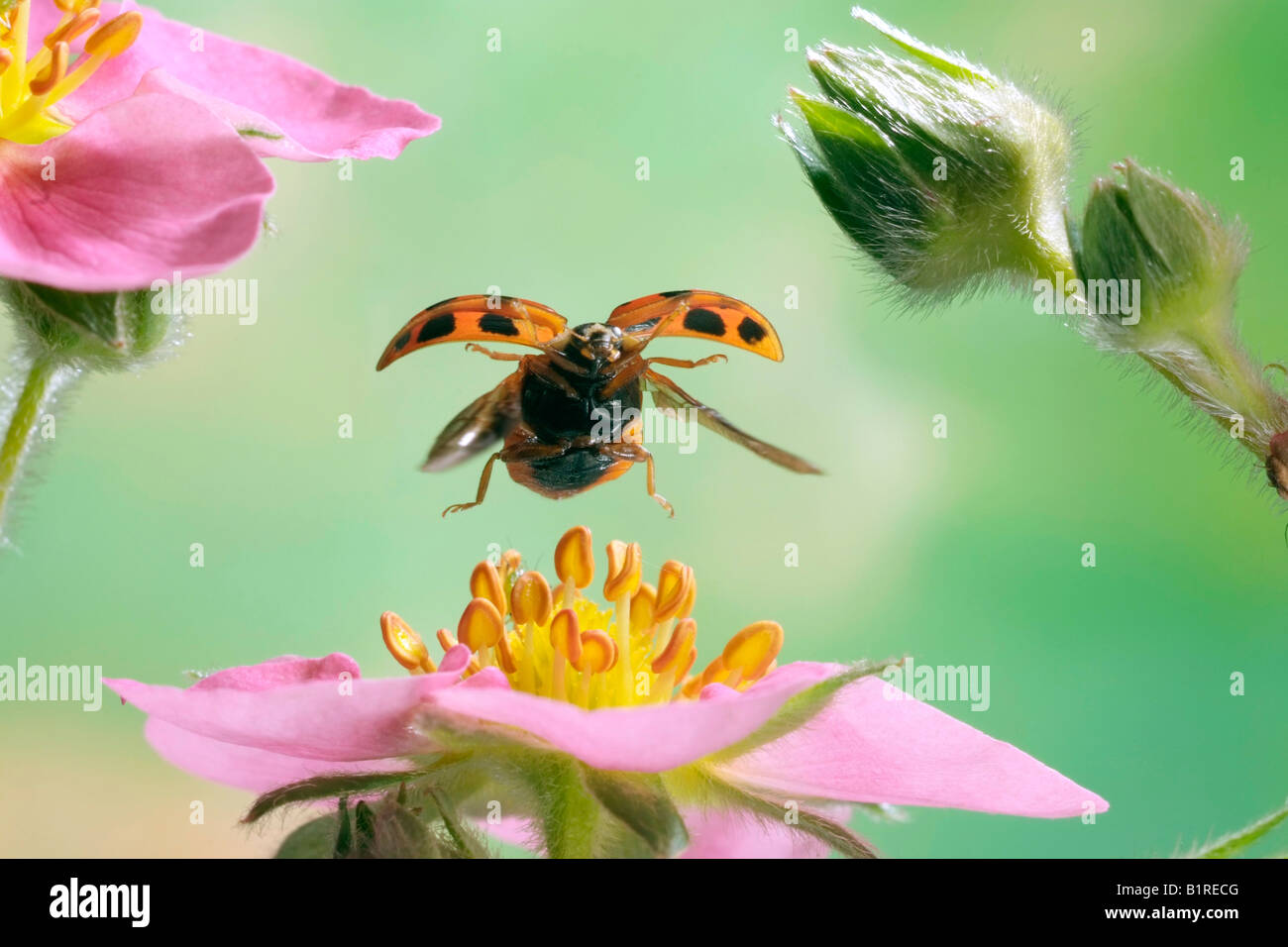 Asian Lady Beetle (Harmonia axyridis Stock Photo - Alamy