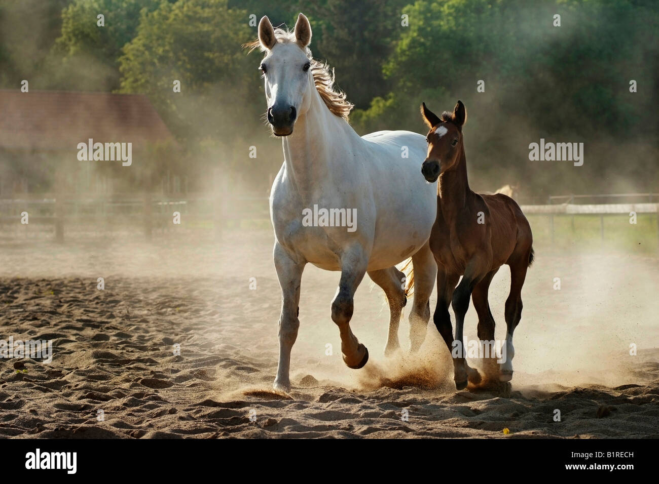 Warmbloods, mare and foal Stock Photo - Alamy