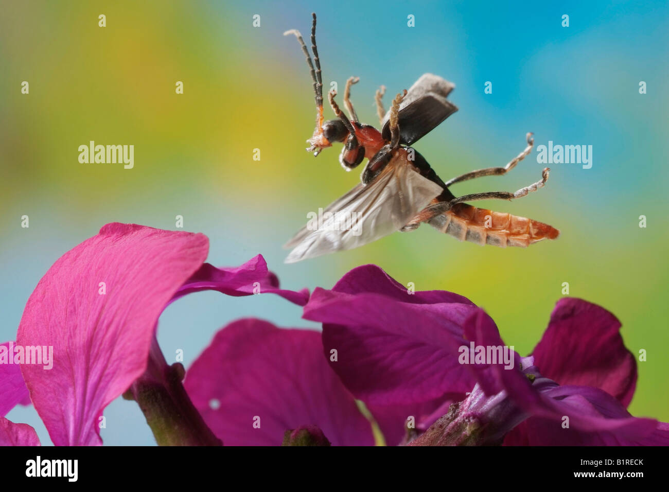 Soldier Beetle (Cantharis fusca Stock Photo - Alamy
