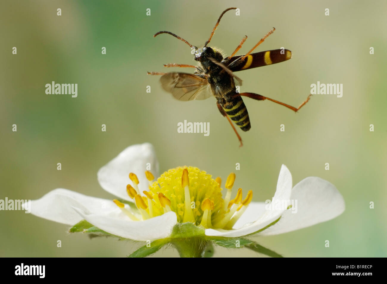 Clytus High Resolution Stock Photography and Images - Alamy