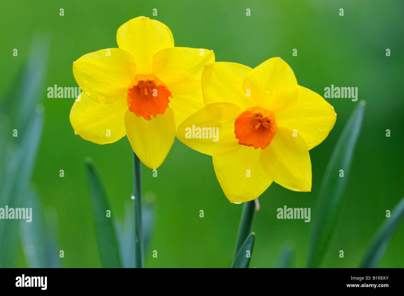 Yellow and orange Narcissus flowers (Narcissus Stock Photo - Alamy