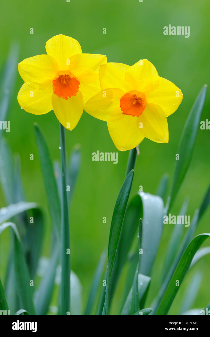 Yellow and orange Narcissus flowers (Narcissus Stock Photo - Alamy