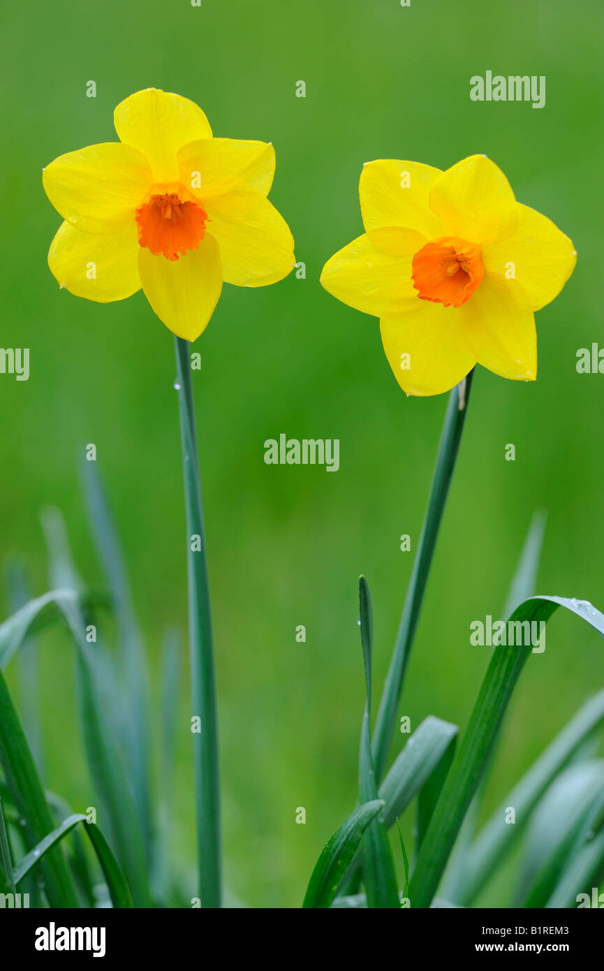 Yellow and orange Narcissus flowers (Narcissus Stock Photo - Alamy