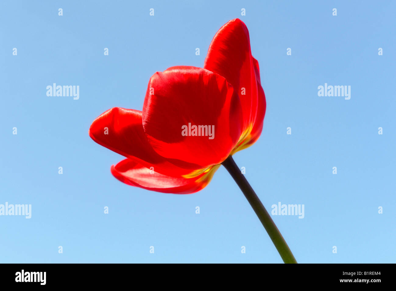 Tulip sepals hi-res stock photography and images - Alamy