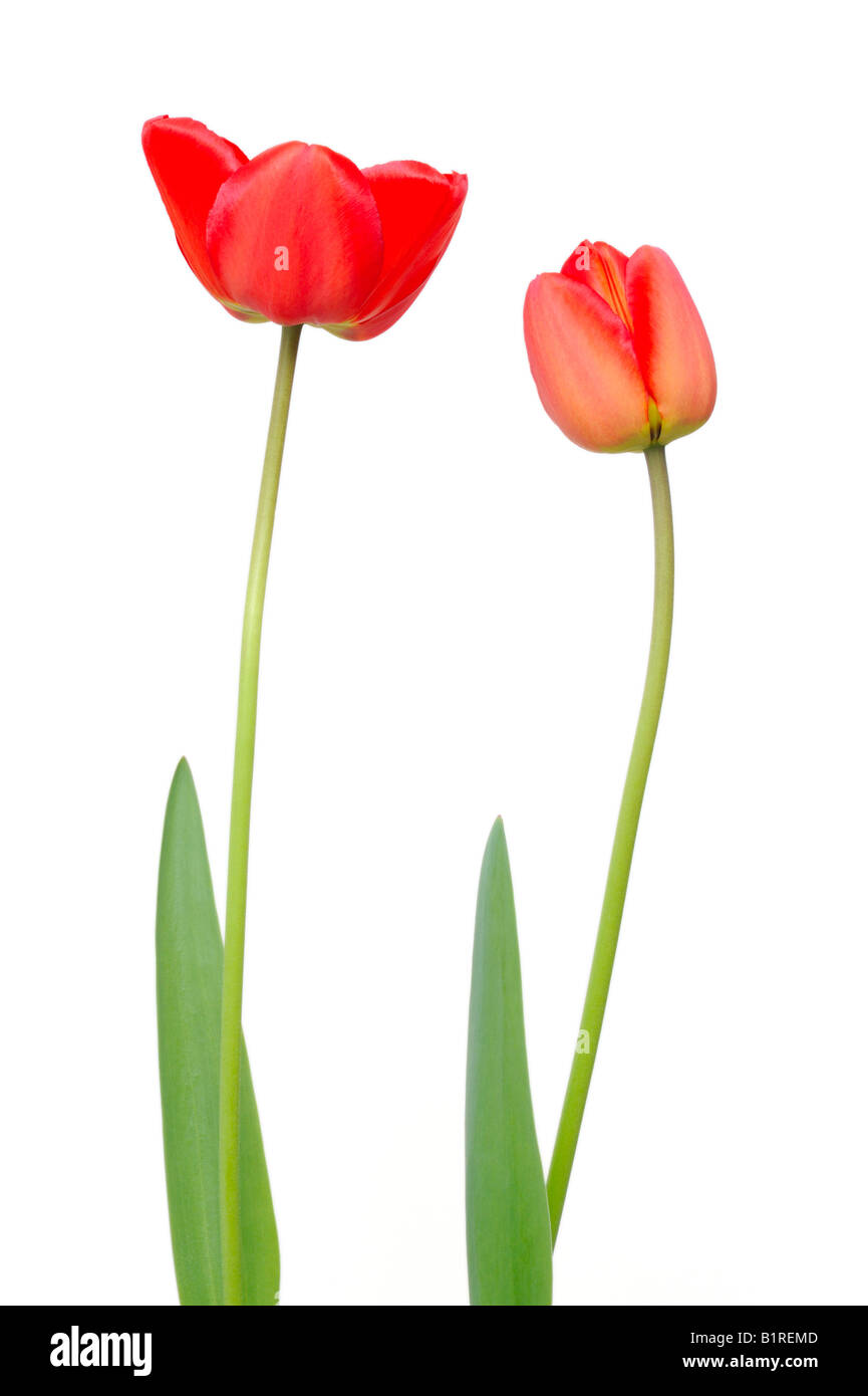Two tulpen hi-res stock photography and images - Alamy