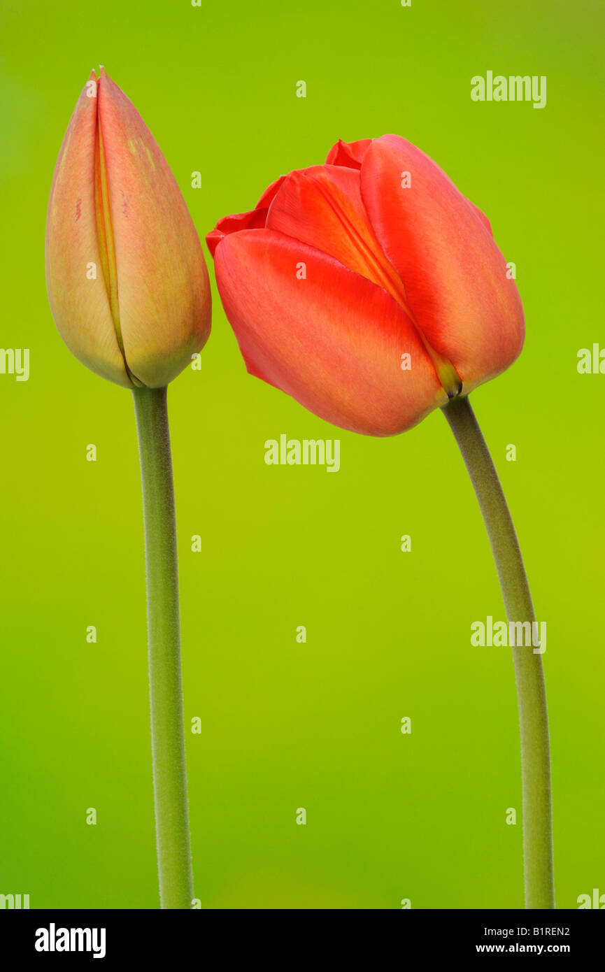 Two red tulips close up hi-res stock photography and images - Alamy
