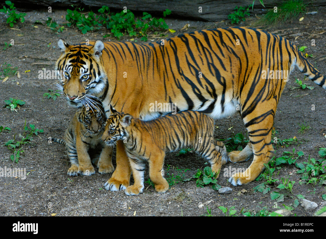 Sumatran Tiger (Panthera tigris sumatrae), female with cub Stock Photo ...