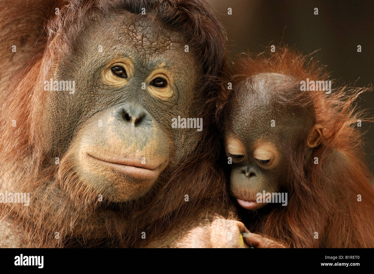 Bornean Orangutan (Pongo pygmaeus pygmaeus), female with young Stock ...