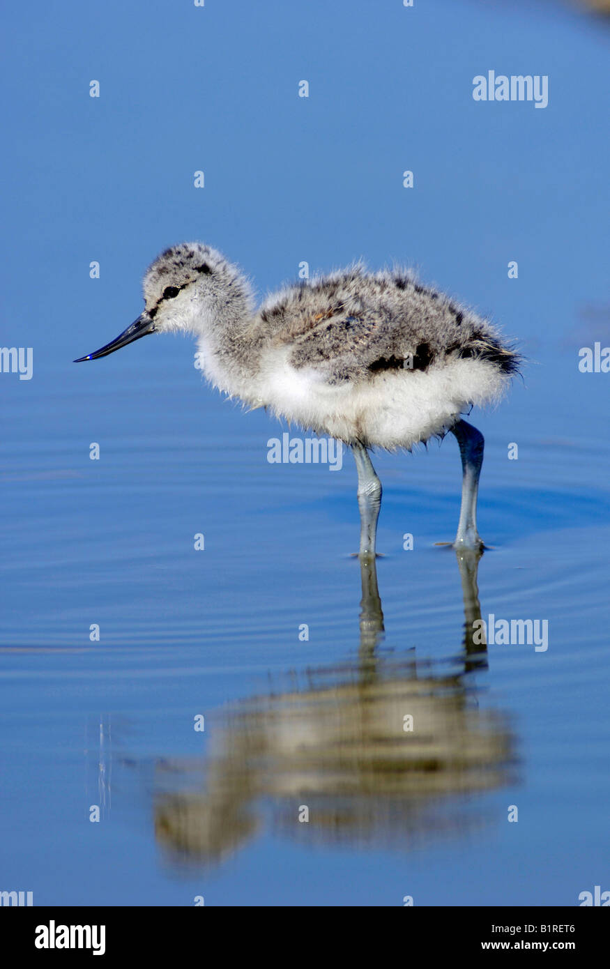 Pied avocet texel hi-res stock photography and images - Alamy