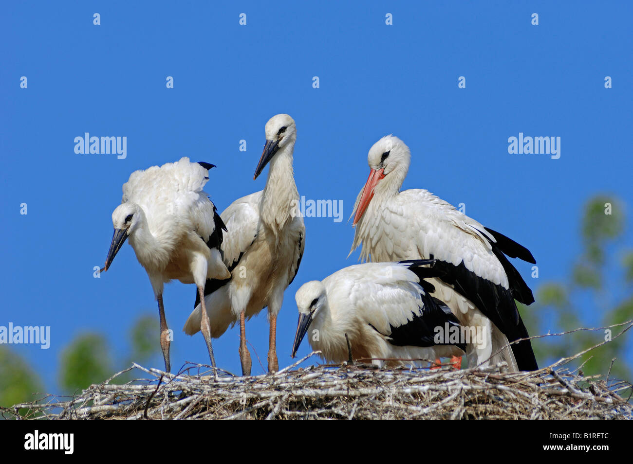 Storch mit baby hi-res stock photography and images - Alamy