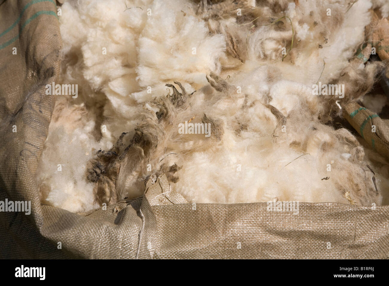 New shorn sheep's wool Stock Photo - Alamy