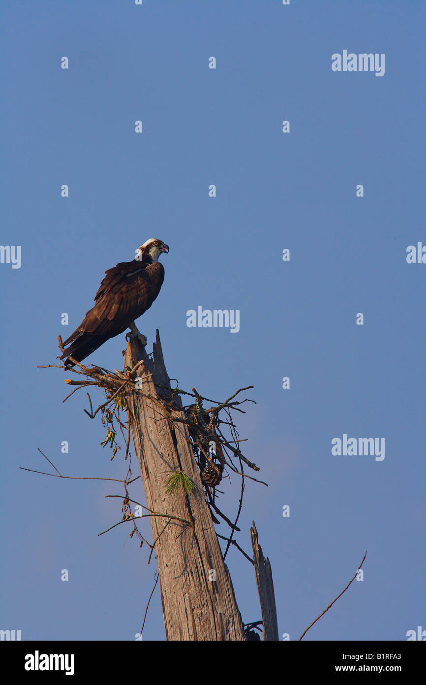 An osprey begins to build a nest on top of a cypress snag located on ...