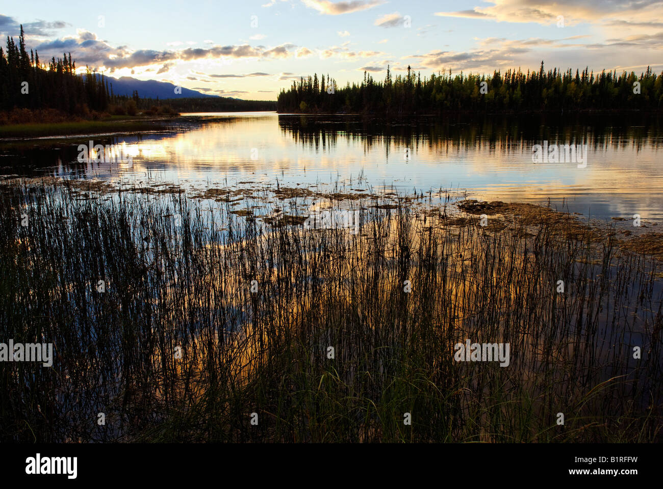 Schilfgraser hi-res stock photography and images - Alamy