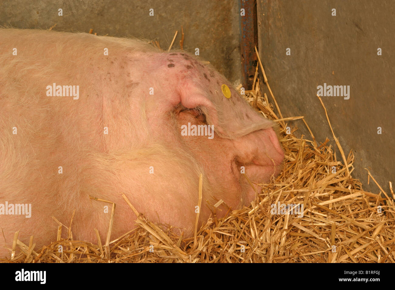 South of England Show Ardingly West Sussex UK June 2008 Stock Photo - Alamy