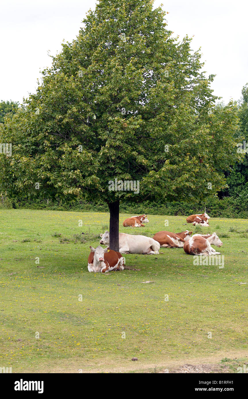 Cows ruminating under a lime tree Bos taurus and Tilia cordata Stock ...