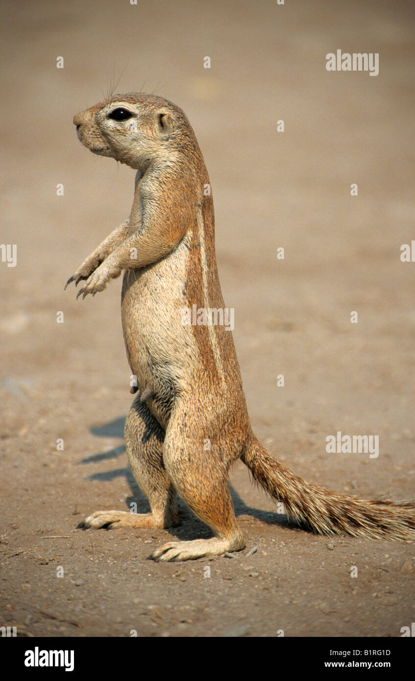 Mountain Ground Squirrel (Xerus princeps), Etosha National Park ...