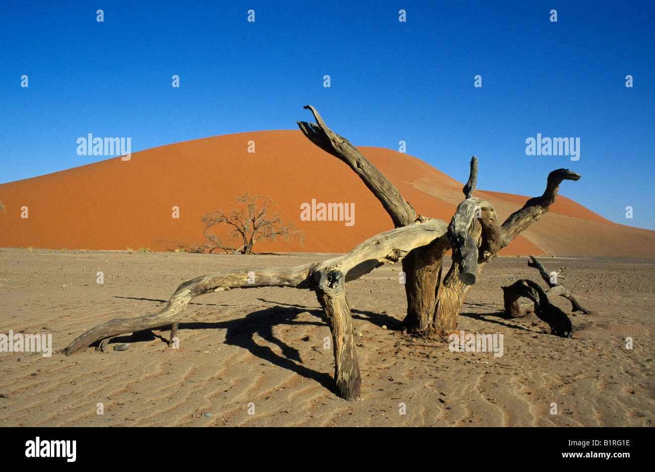 Dead tree lying in front of Dune 45, Namib-Naukluft National Park ...
