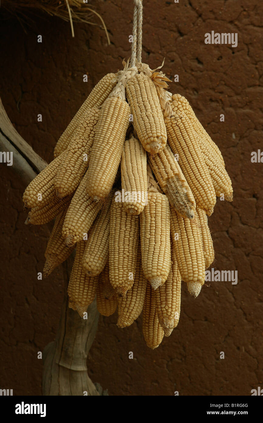 Corn hang up to dry, Pakete, Cameroon, Africa Stock Photo - Alamy