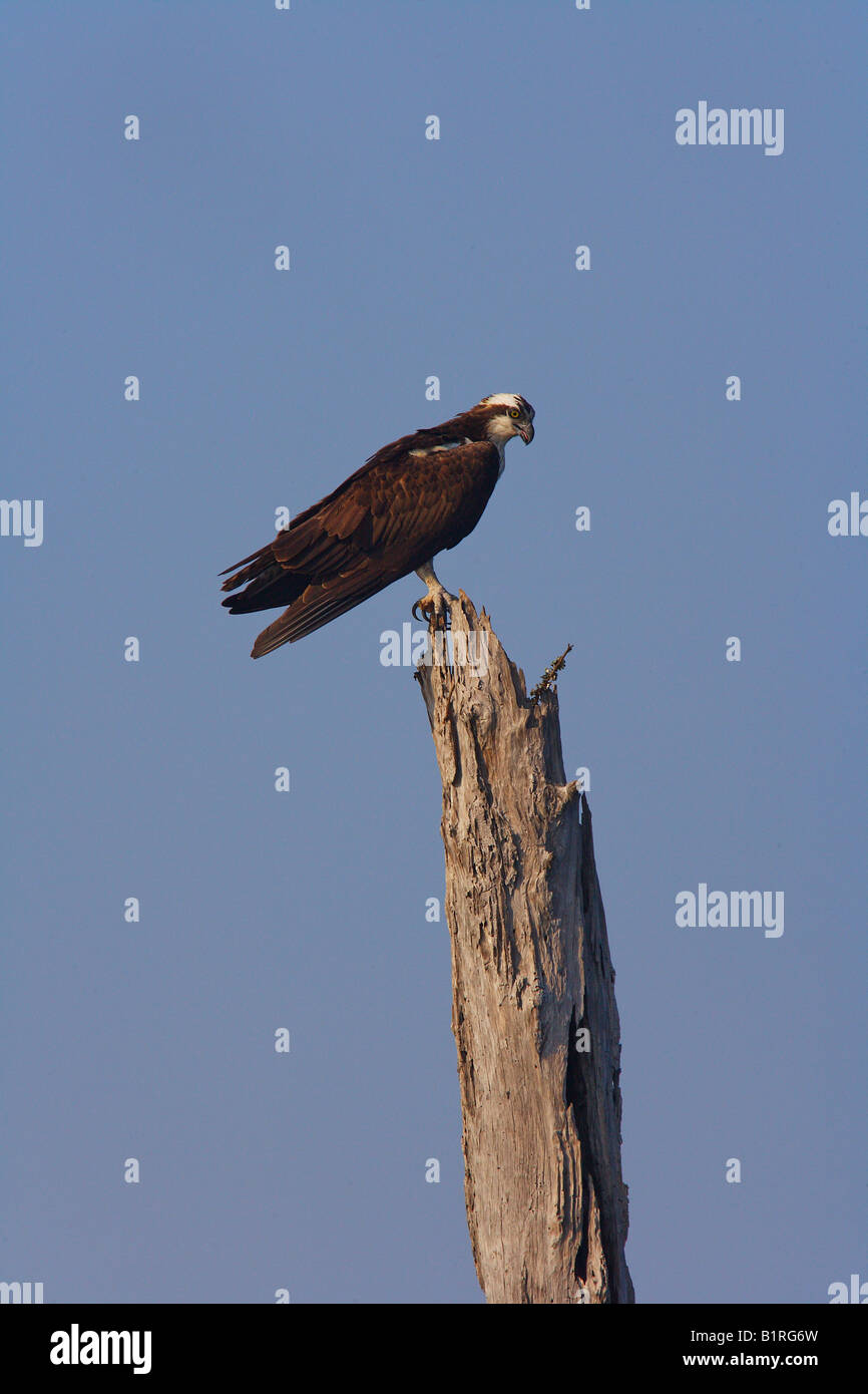 An osprey begins to build a nest on top of a cypress snag located on ...