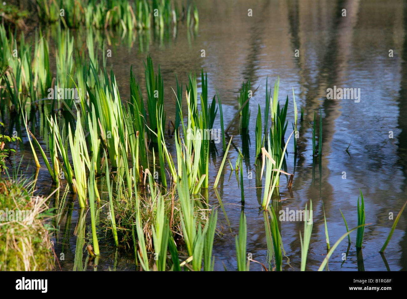 Irises by a pond hi-res stock photography and images - Alamy