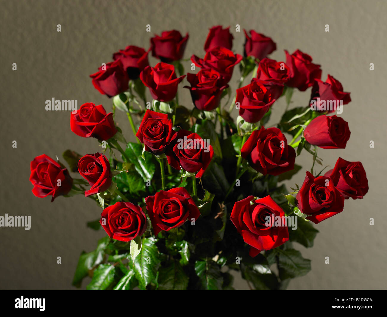 Four leaf rose hi-res stock photography and images - Alamy