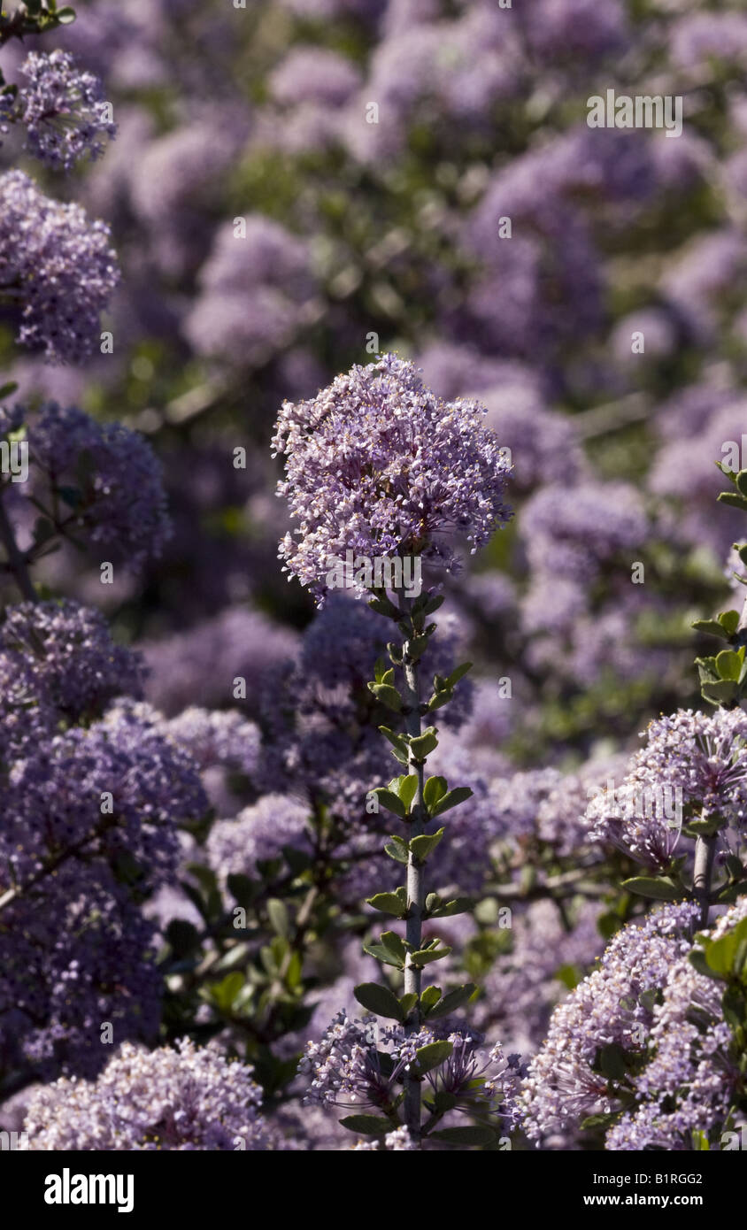 Ceanothus thyrsiflorus hi-res stock photography and images - Alamy