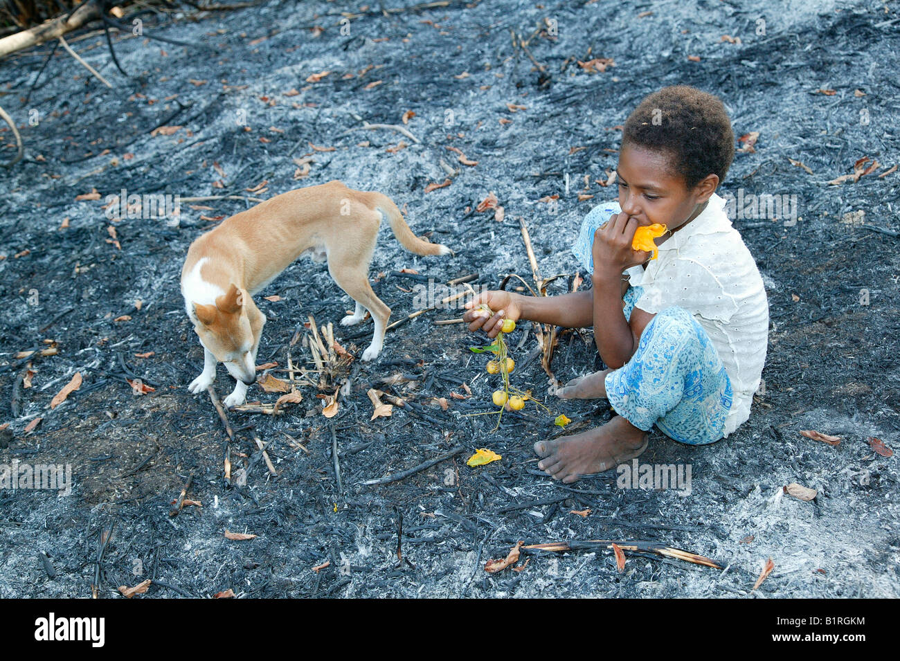 Native papua new guinea animals hi-res stock photography and images - Alamy