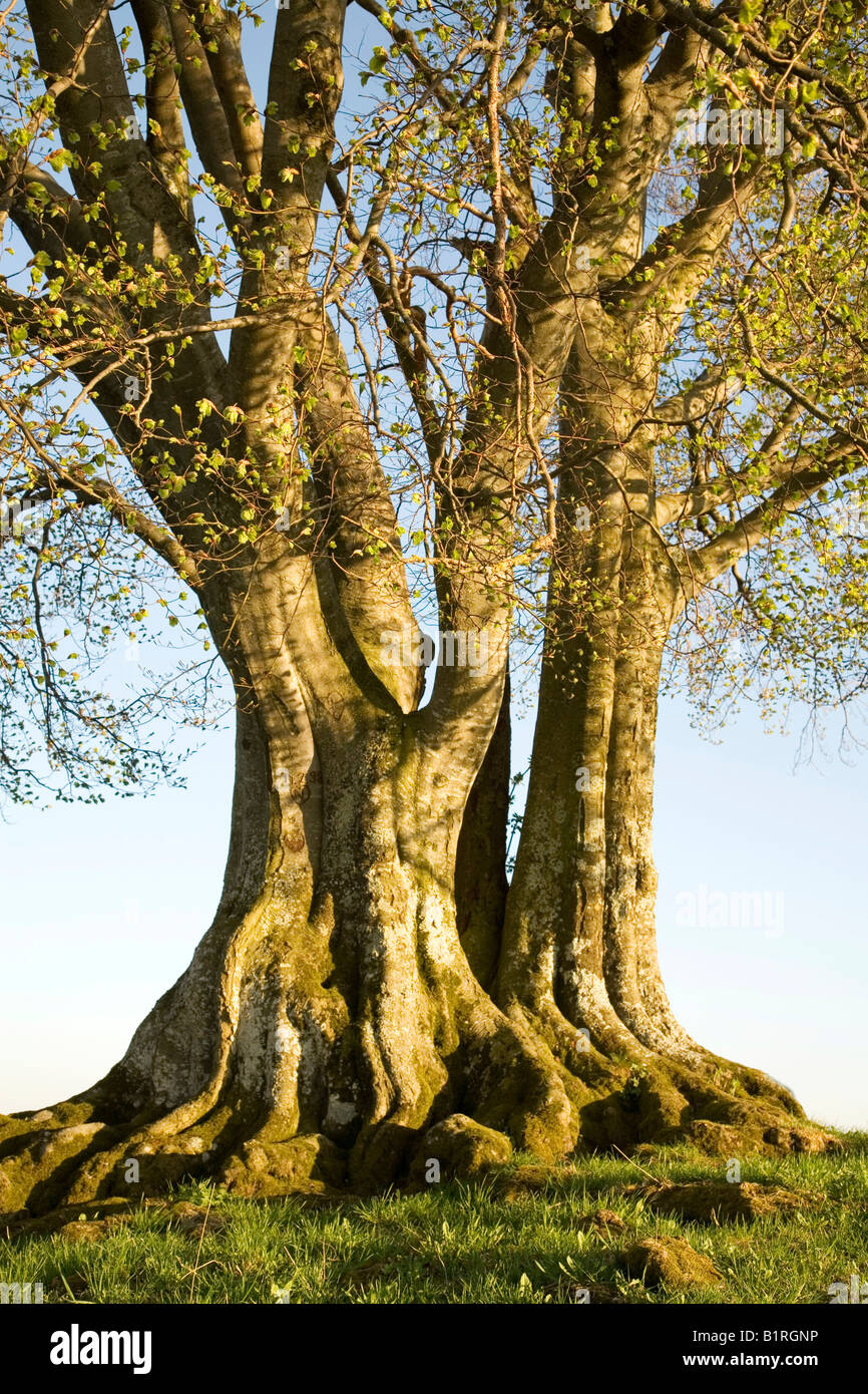 Natural monument, Linden Tree (Tilia) in spring, sprouts, roots and ...