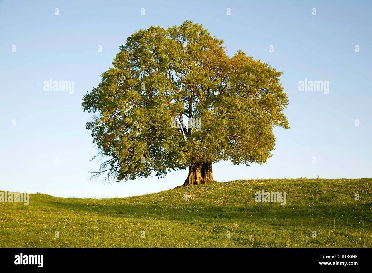 Linden tree hi-res stock photography and images - Alamy