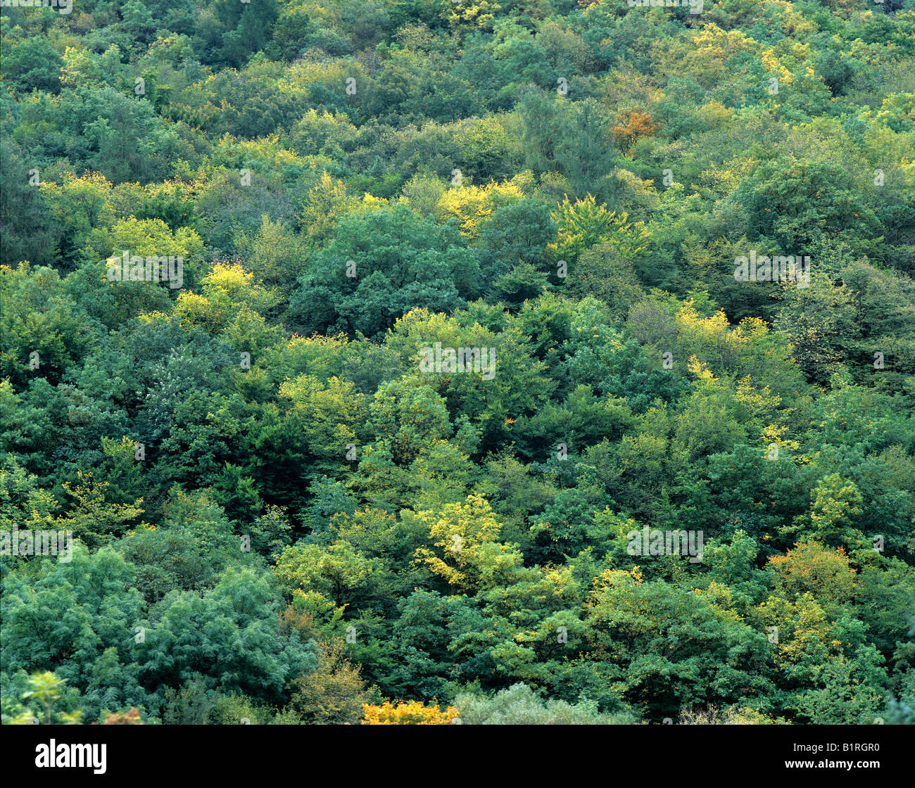 Mixed forest, full frame Stock Photo - Alamy