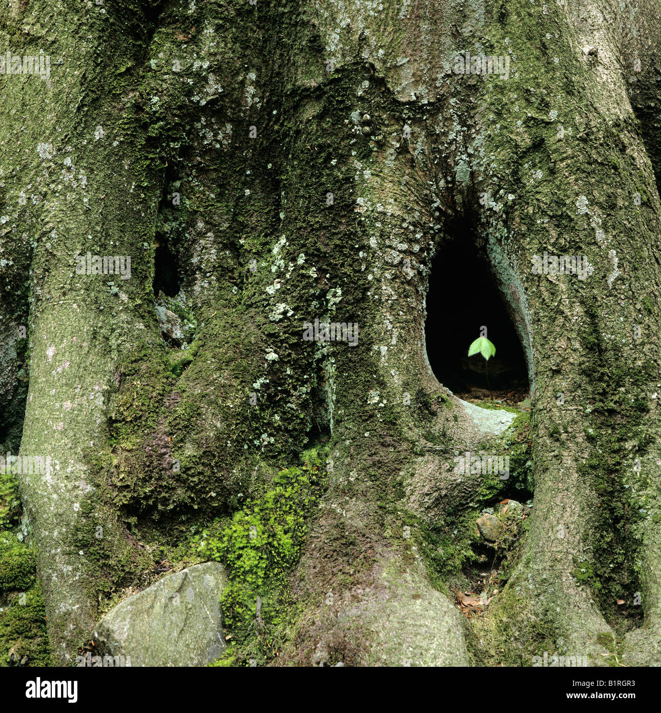 European Beech or Common Beech seedling (Fagus sylvatica) growing in ...