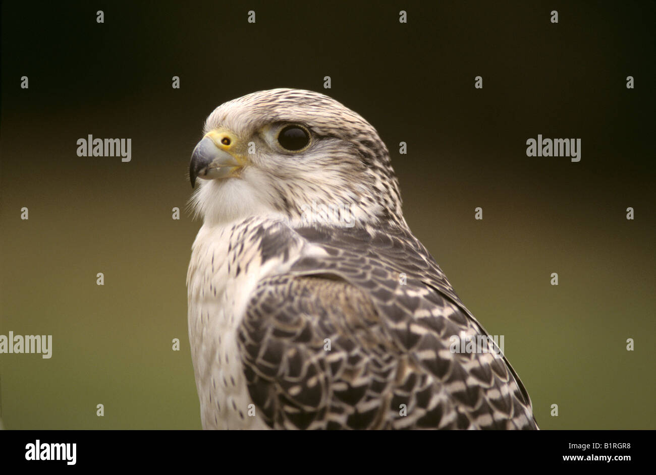 Crossbreed birds hi-res stock photography and images - Alamy