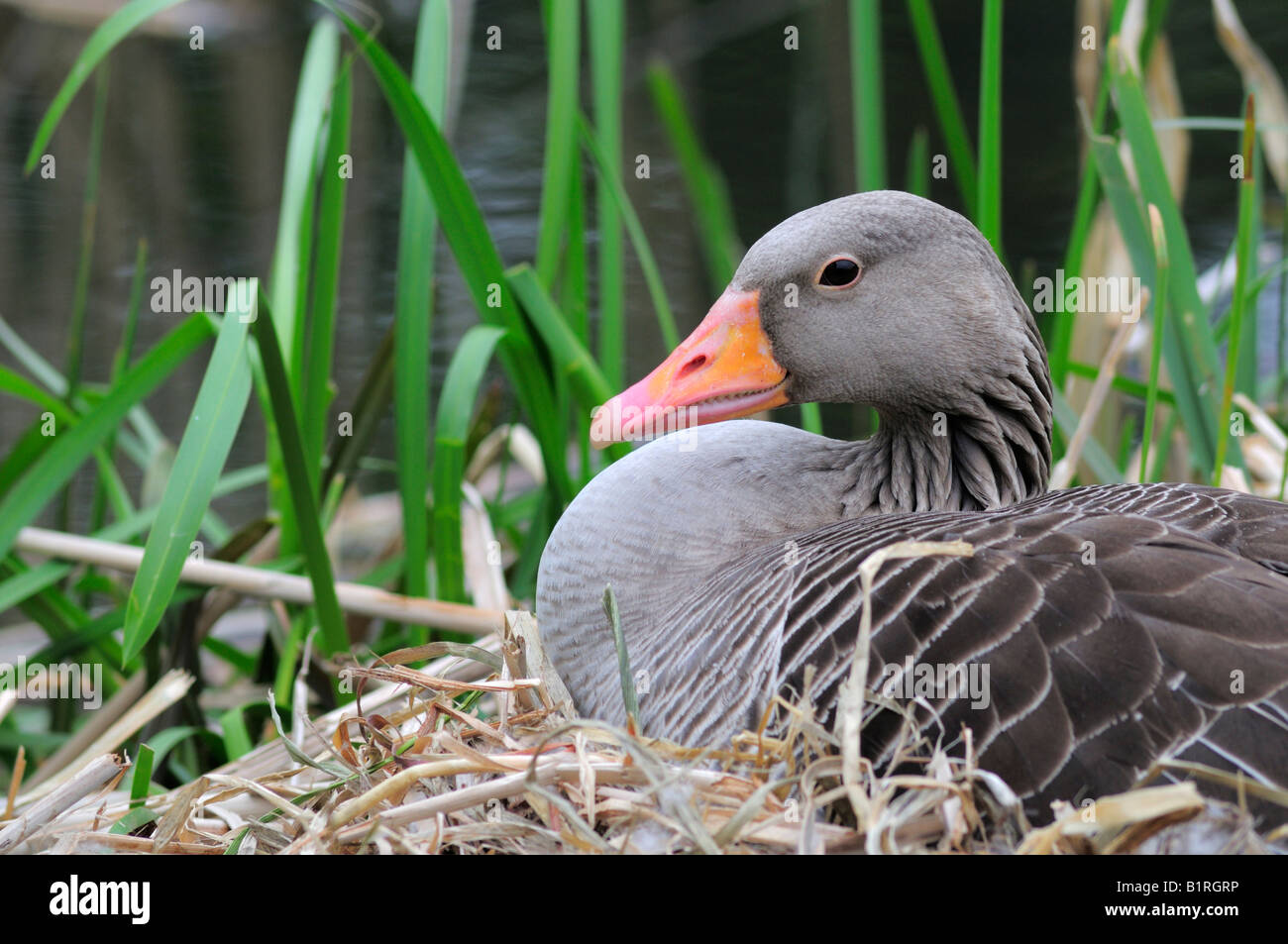 Greylag Goose (Anser anser) sitting on eggs in its nest made of reeds ...