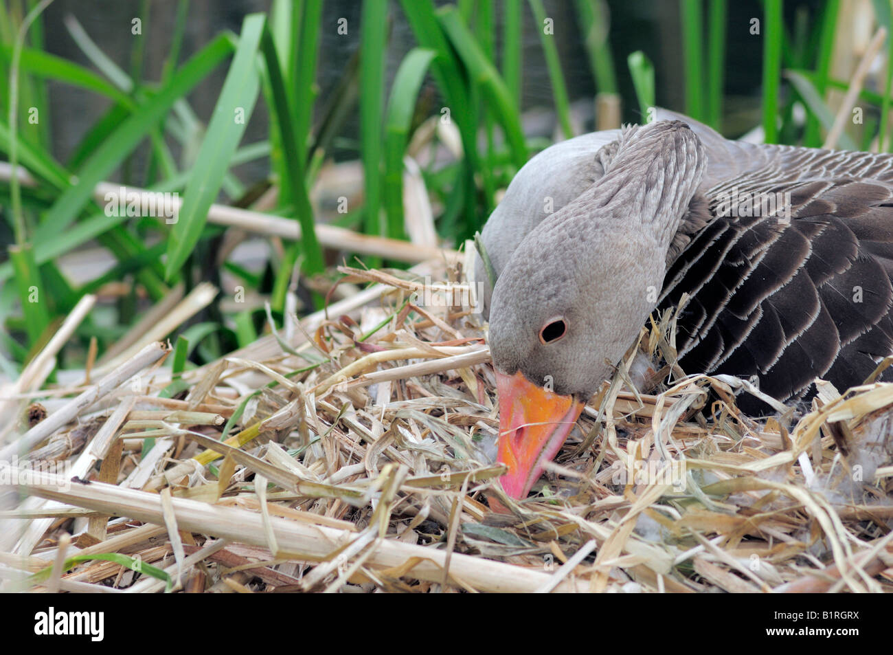 Greylag Goose Nest