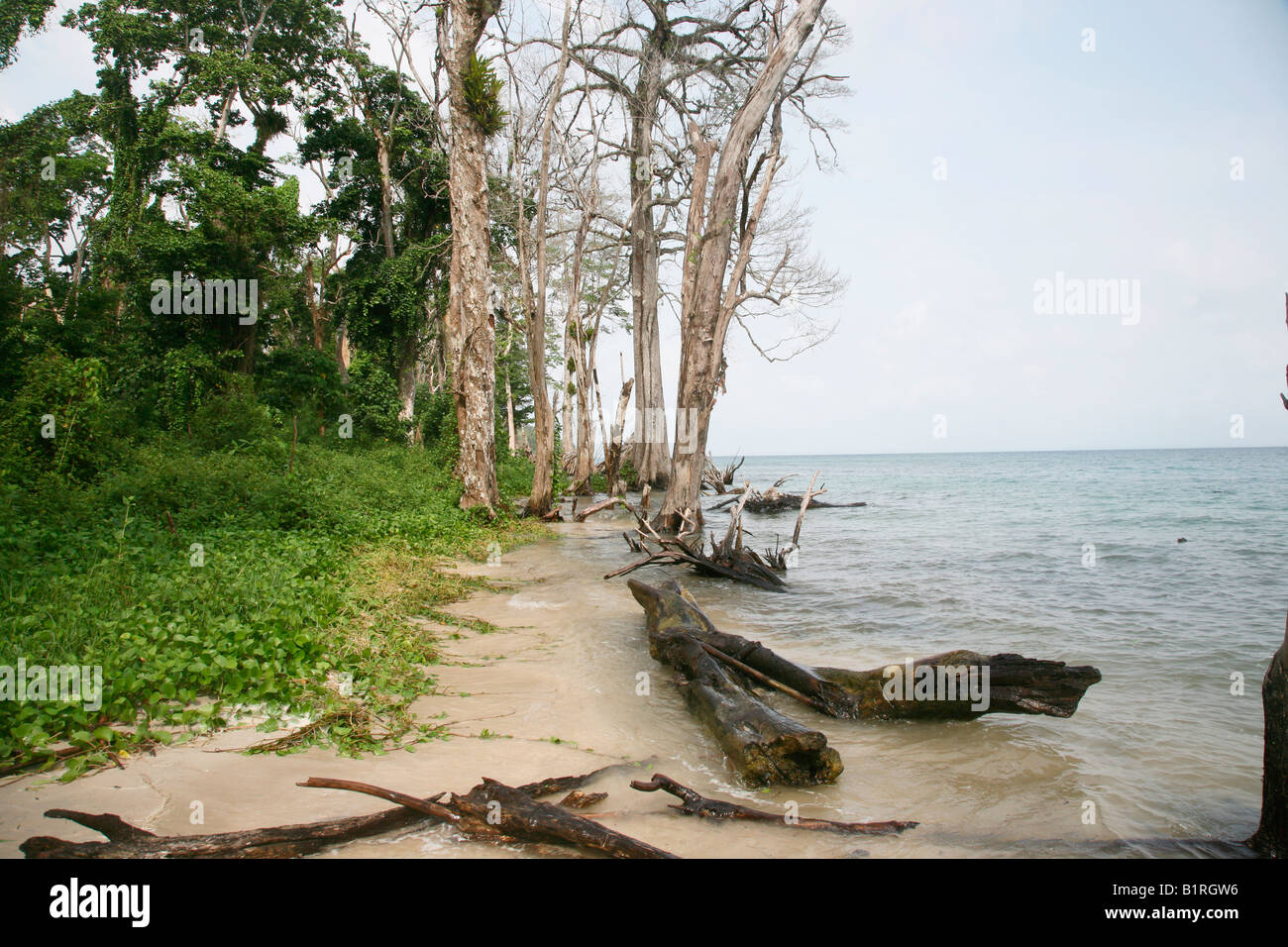 Elephant beach at Havelock island, andaman,india Stock Photo - Alamy
