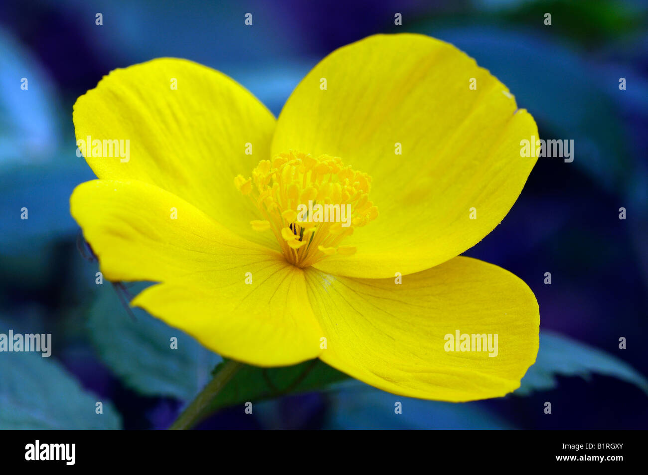 Japanese Woodland Poppy (Hylomecon japonica Stock Photo - Alamy