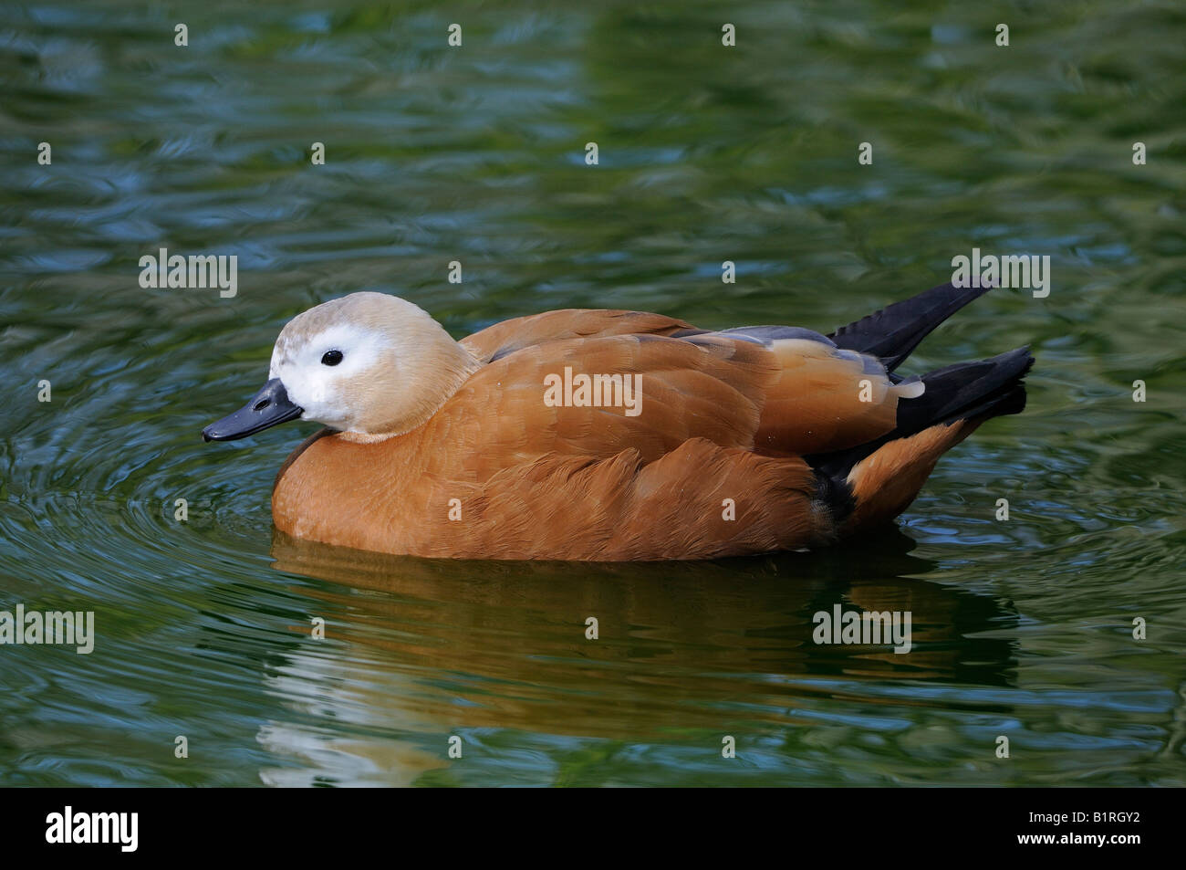Brant duck hi-res stock photography and images - Alamy