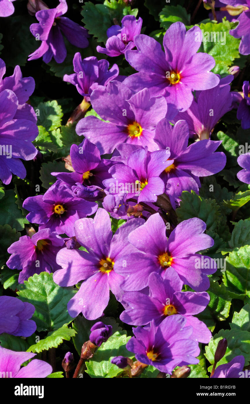 Juliana Primrose (Primula juliae Stock Photo - Alamy