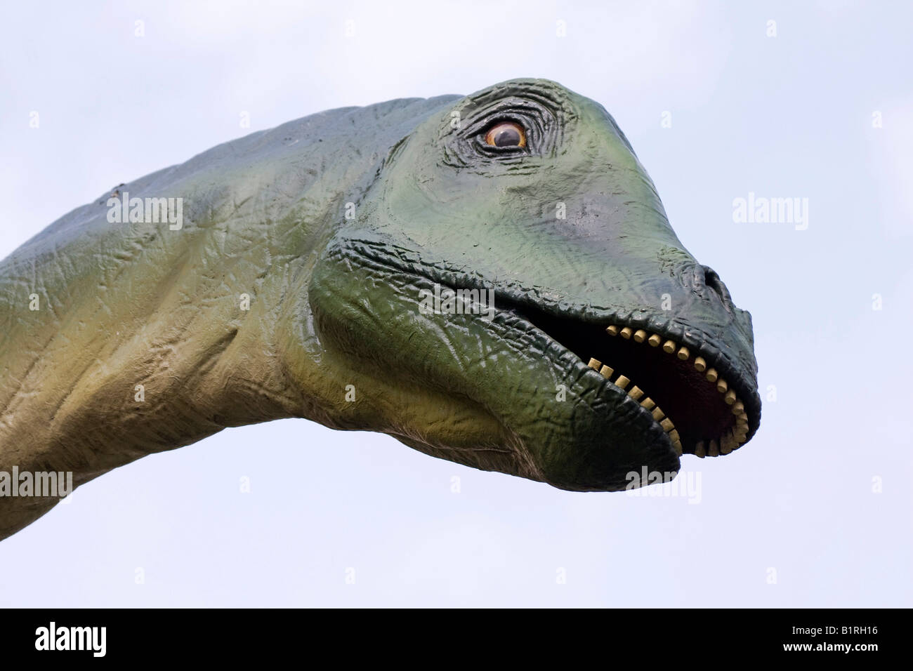 Diplodocus Head Diplodocus Dinosaur With Head Down, White Background