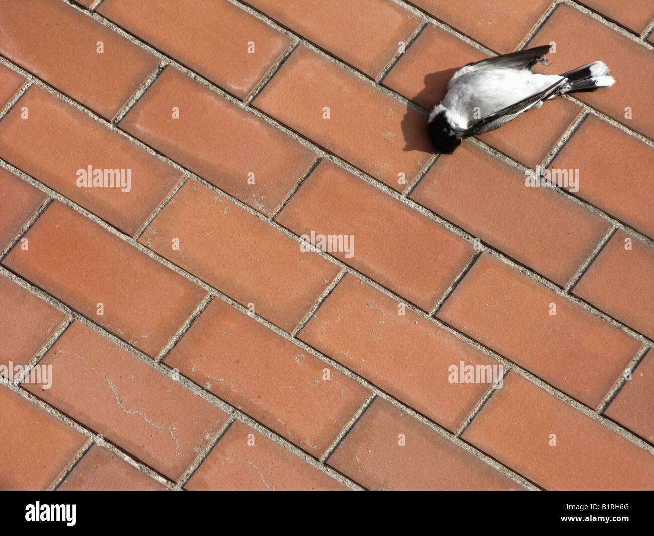 Dead bird lying on floor Stock Photo - Alamy