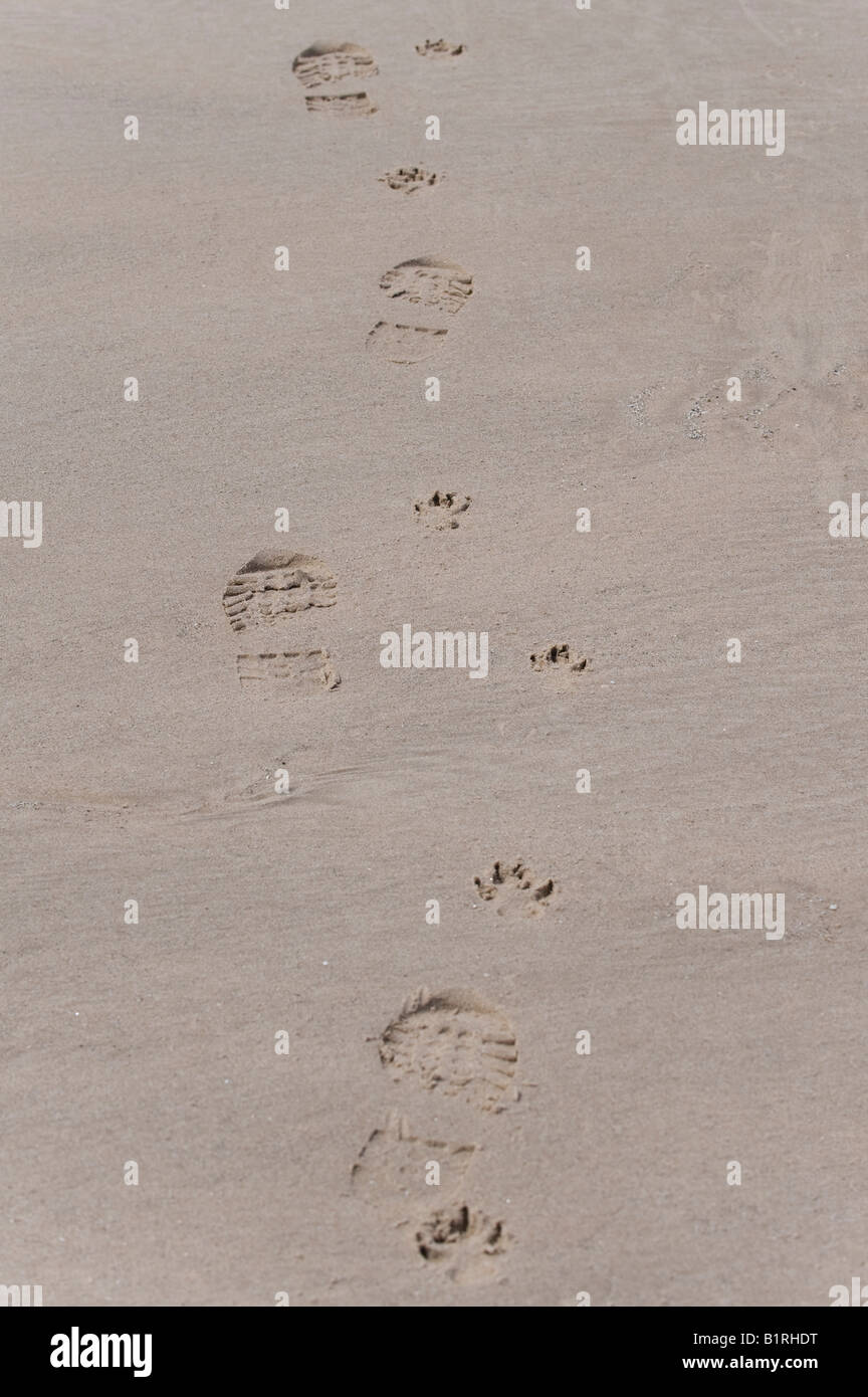 Human footprints dog paw prints hi-res stock photography and images - Alamy