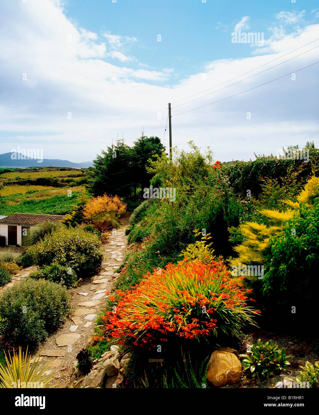 Durrus, Co Cork, Ireland, Kilravock, The Top Terraced Path, Monbretia ...