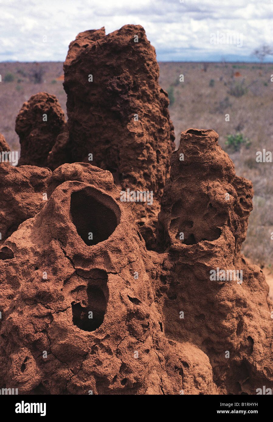 Close up of the top of a termite mound giving a clear view of the ...