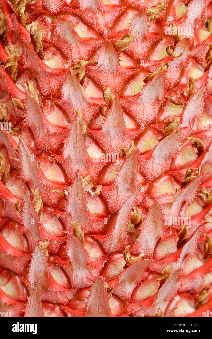 Frische ananas hi-res stock photography and images - Alamy