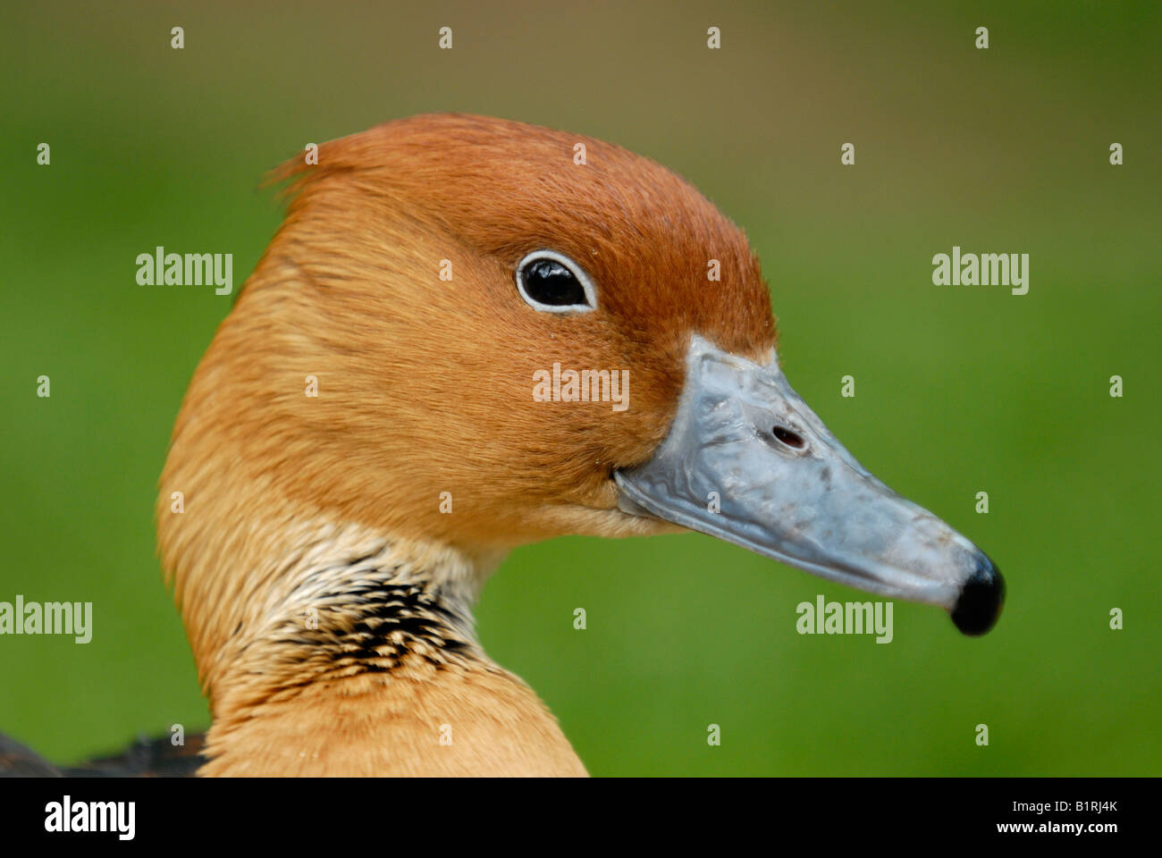 Fulvous Whistling Duck (Dendrocygna bicolor Stock Photo - Alamy