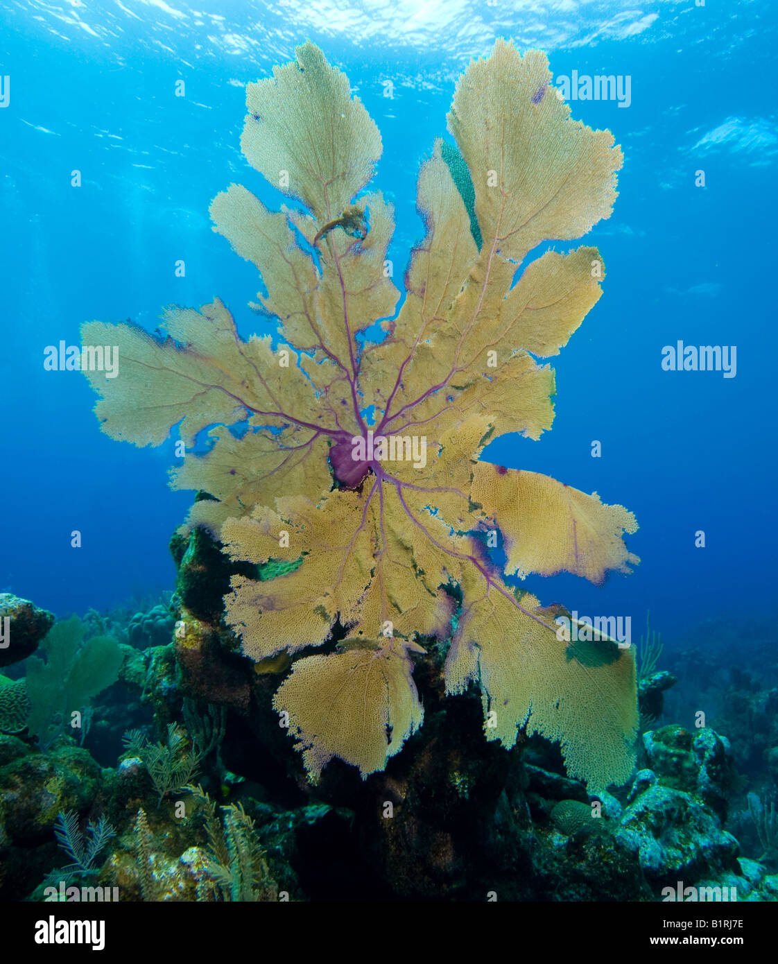 Common or Purple Sea Fan (Gorgonia ventalina), Caribbean, Honduras ...