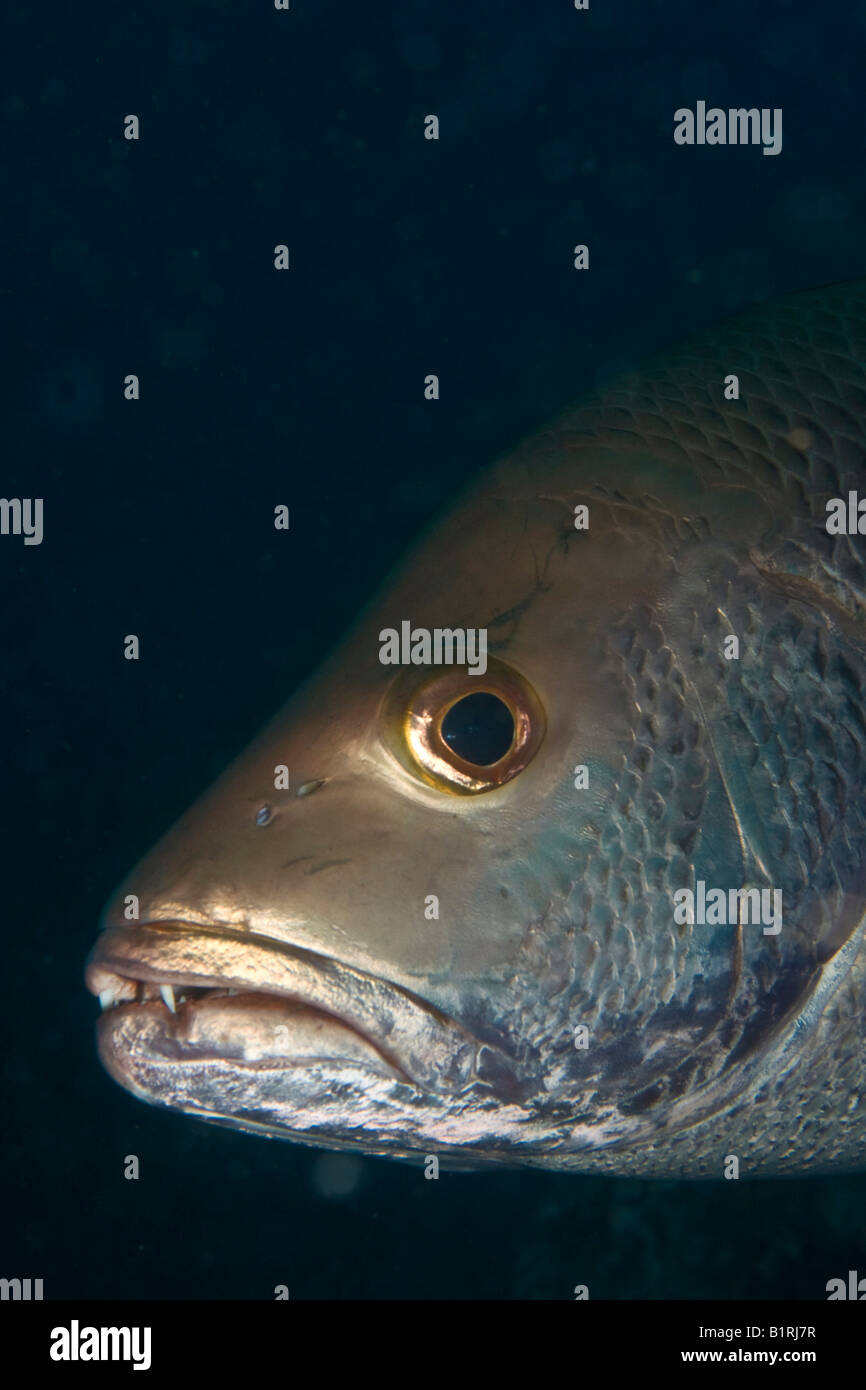 Two spot red snappers hi-res stock photography and images - Alamy