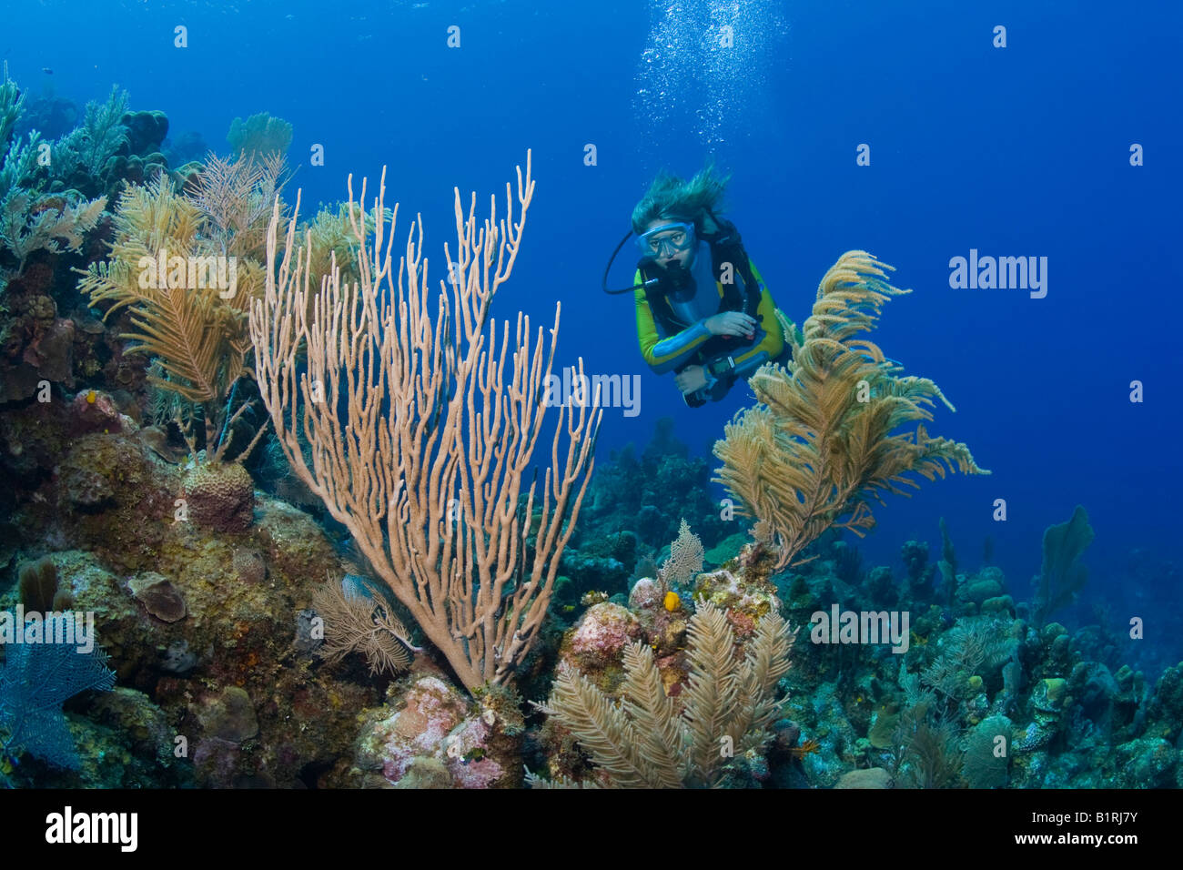 Scuba divers diving over a coral reef overgrown with gorgonians or sea ...