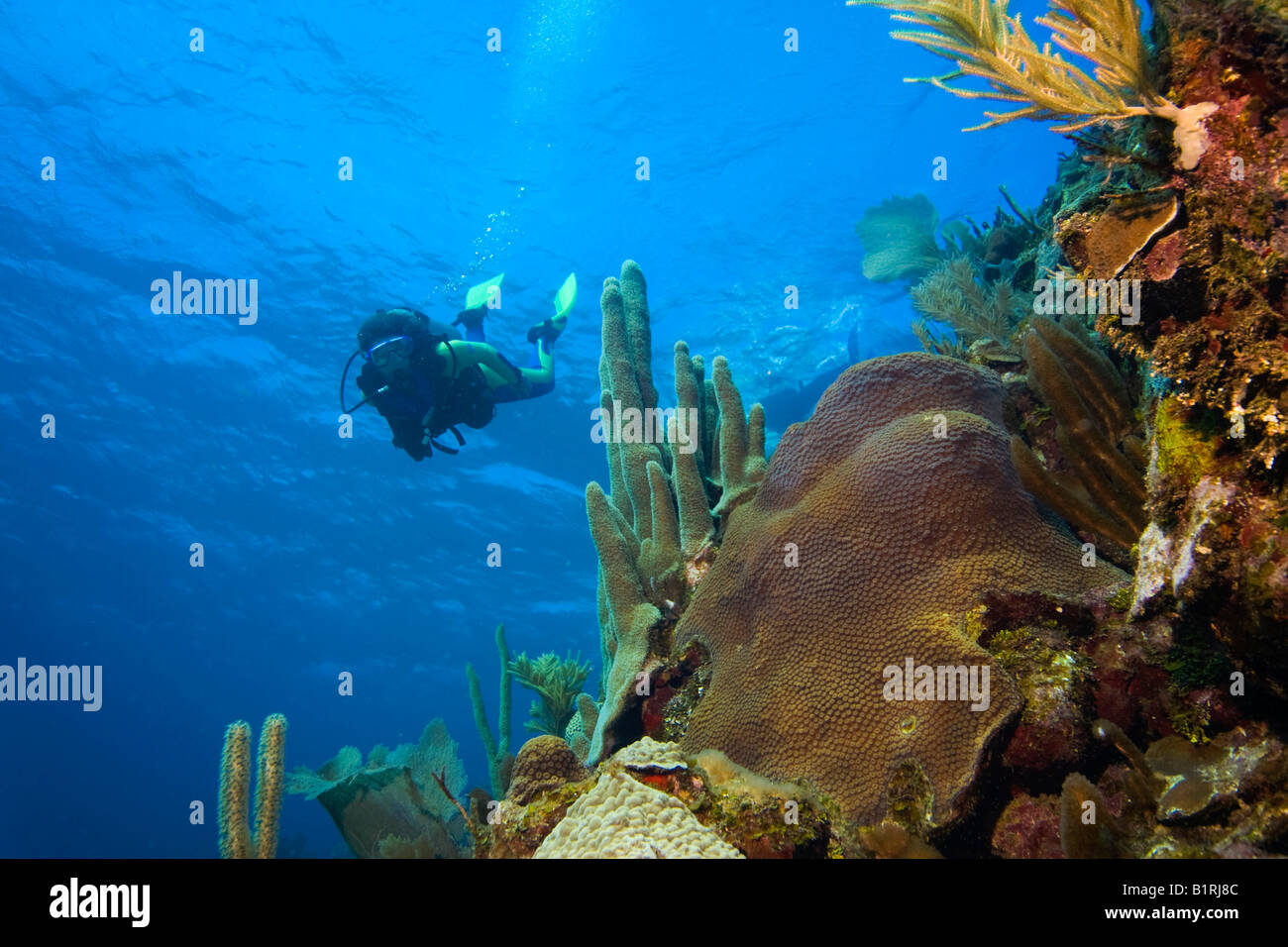 Scuba diver swimming over a coral reef, Roatan, Honduras, the Caribbean ...